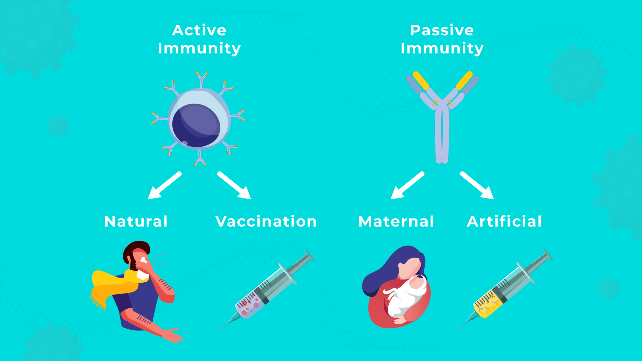 Active Immunity - Biology Simple