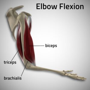 Cell Locomotion - Biology Simple