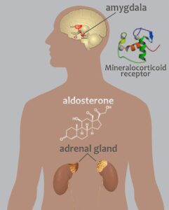 Aldosterone - Biology Simple
