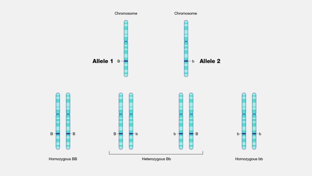 Ectoderm - Biology Simple