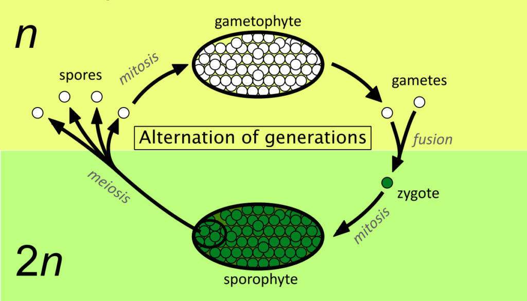 Alternation of Generations - Biology Simple