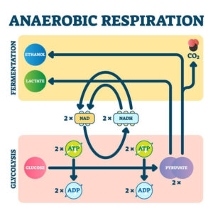 Cornification - Biology Simple