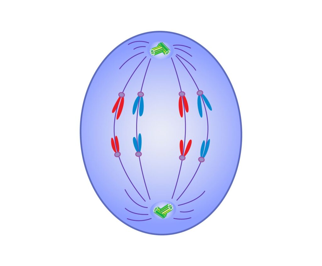 Anaphase - Biology Simple