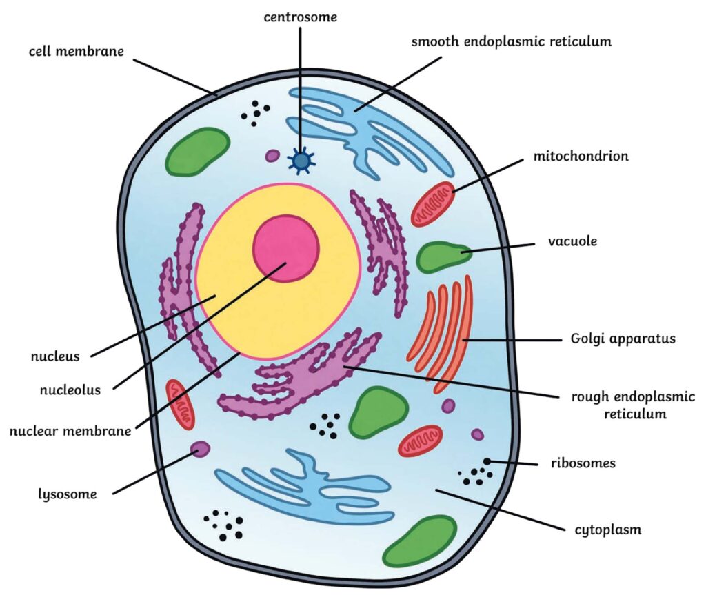 Cell Nucleus - Biology Simple