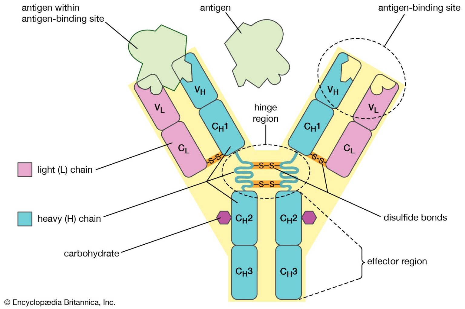 Ejaculation - Biology Simple