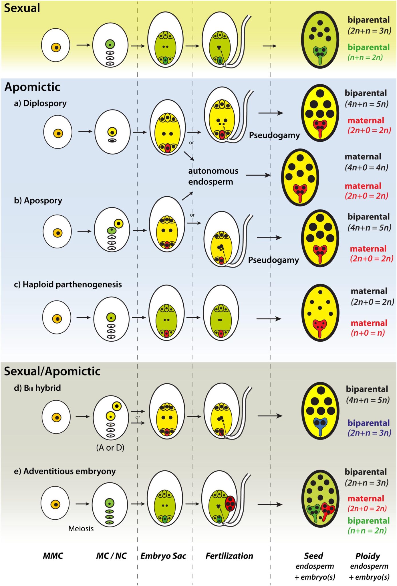 Reproductive Isolation - Biology Simple