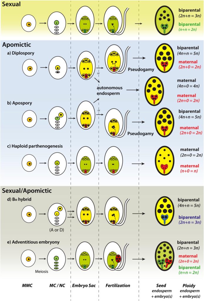 Phototropism - Biology Simple