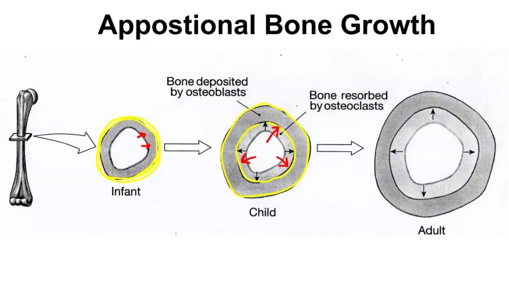 Anatomical Position - Biology Simple