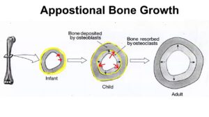 Appositional Growth - Biology Simple