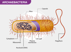 Archaebacteria - Biology Simple