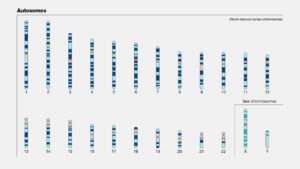 Autosomes - Biology Simple