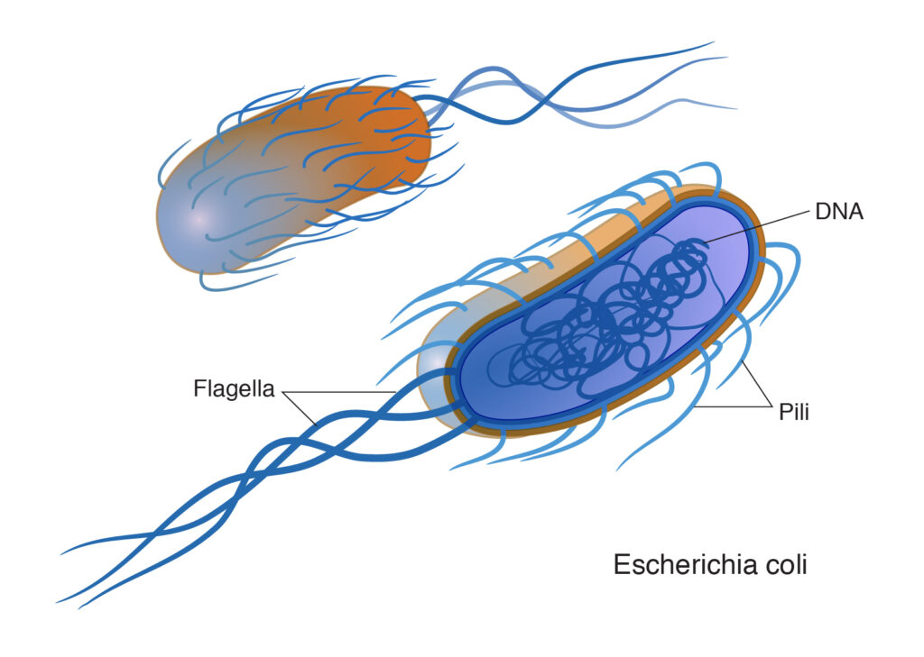 Secretion - Biology Simple
