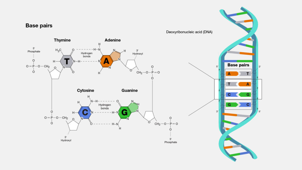 Transformation - Biology Simple