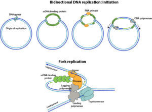 Depolarization - Biology Simple