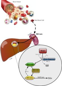 Bilirubin - Biology Simple