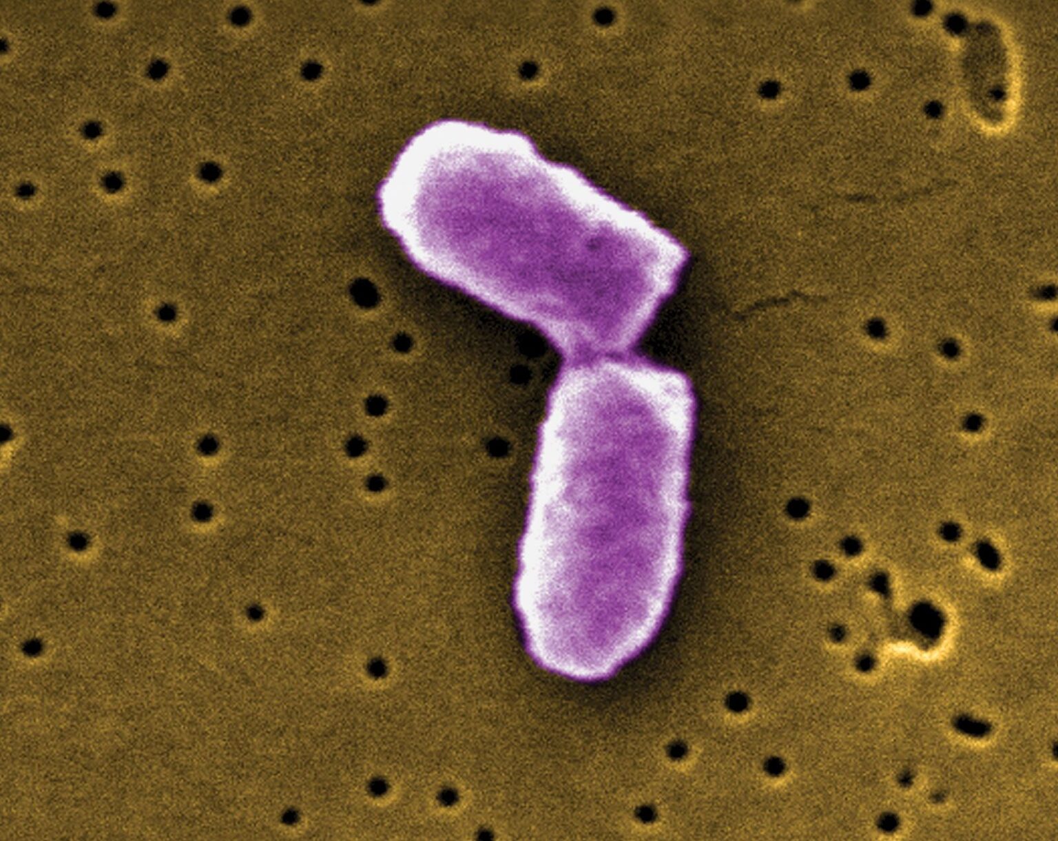 Eubacteria - Biology Simple