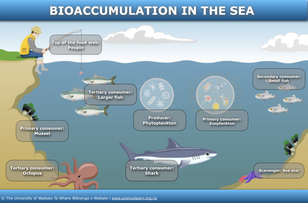 Bioaccumulation - Biology Simple