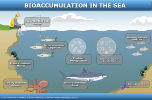 Bioaccumulation - Biology Simple