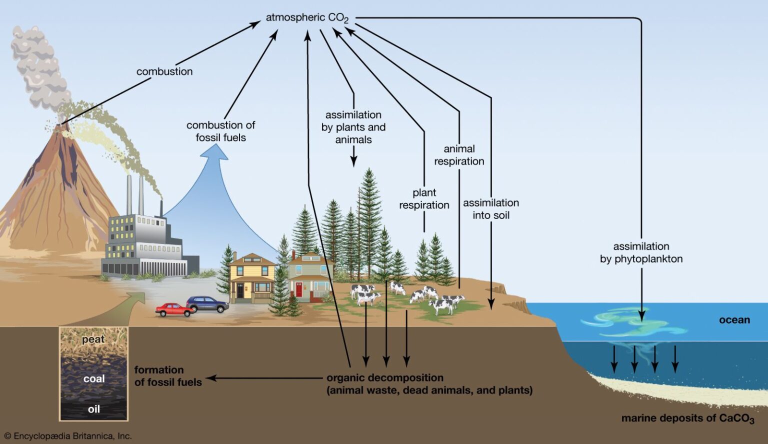 Biogeochemical Cycle - Biology Simple