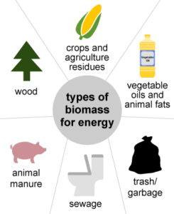 Biomass - Biology Simple