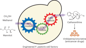 Biosynthesis - Biology Simple