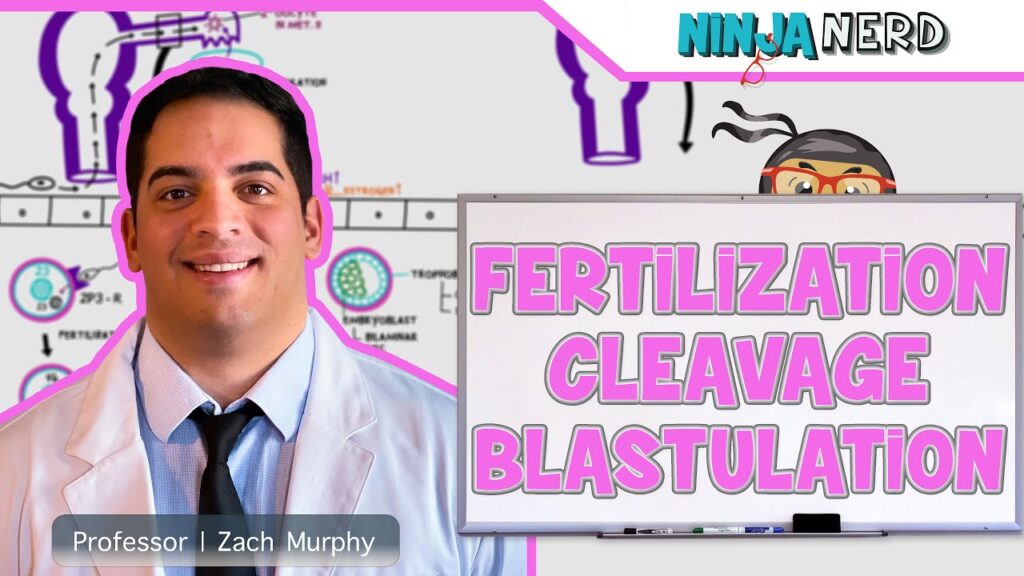 Blastulation - Biology Simple