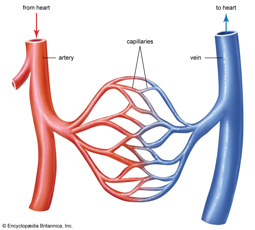 Ribosomal Rna - Biology Simple