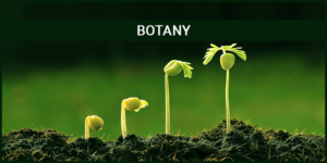 Botany - Biology Simple