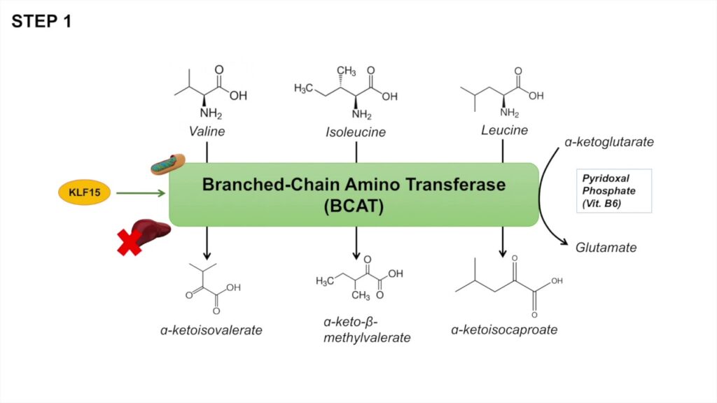 Branched Chain Amino Acids - Biology Simple