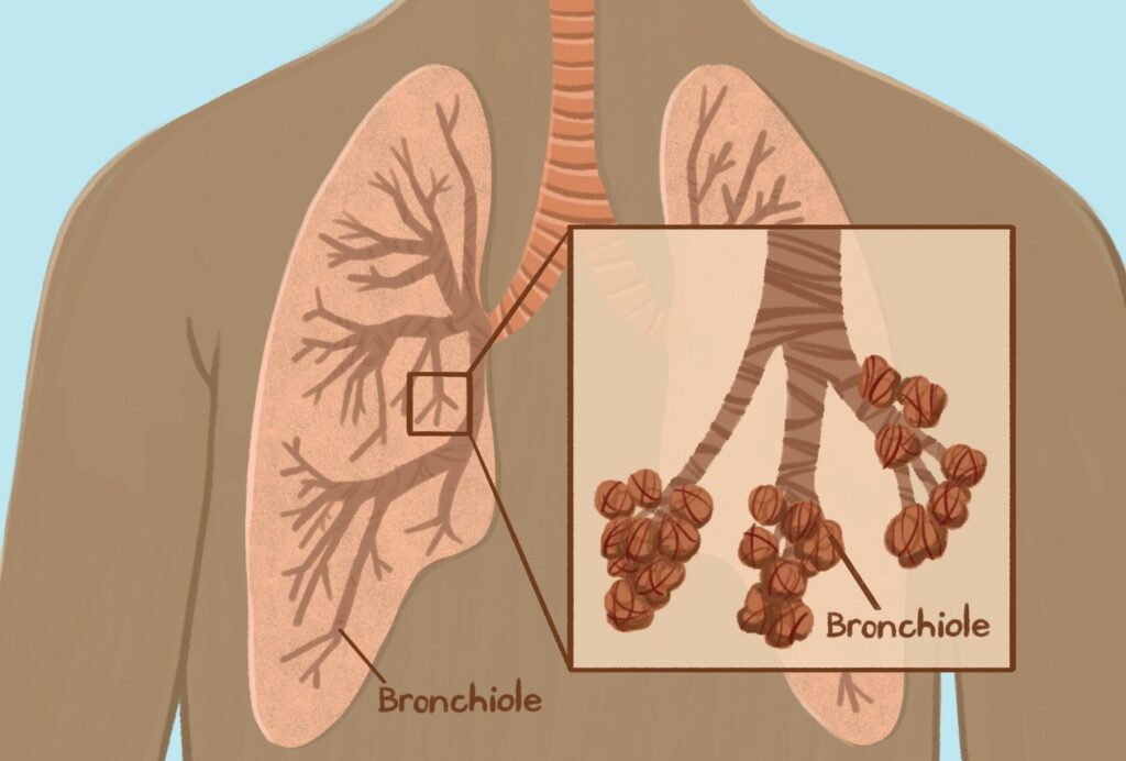 Bronchioles - Biology Simple