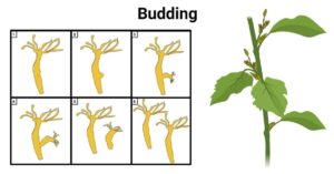 Budding - Biology Simple