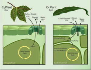 C3 Plant - Biology Simple