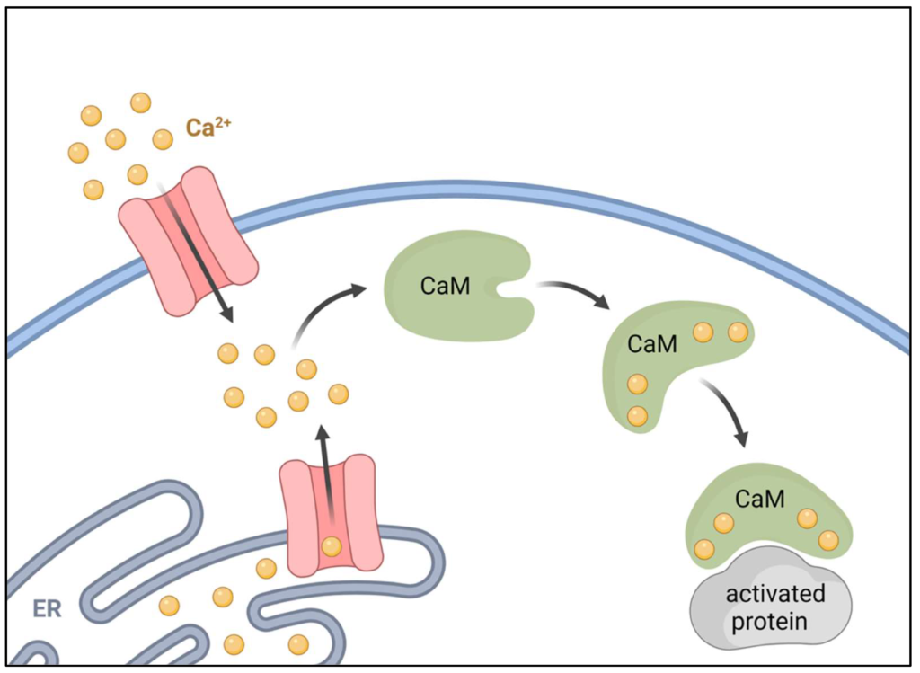 Secretion - Biology Simple