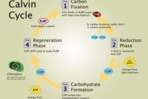 Calvin Cycle - Biology Simple