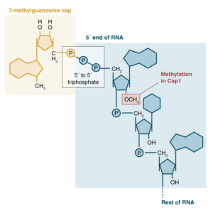 Operon - Biology Simple