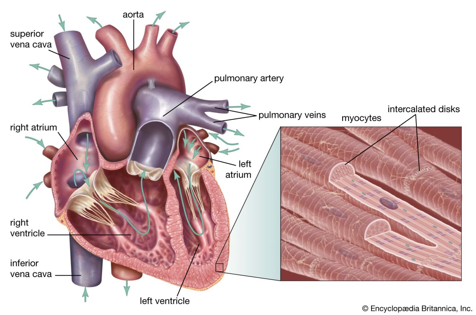 Cardiac Muscle - Biology Simple