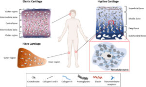 Cartilage Cell - Biology Simple