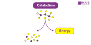 Catabolism - Biology Simple