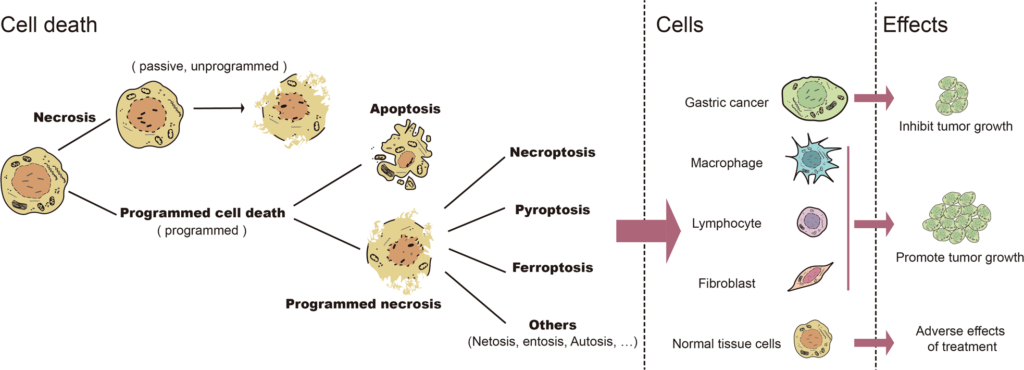 Cell Adhesion - Biology Simple