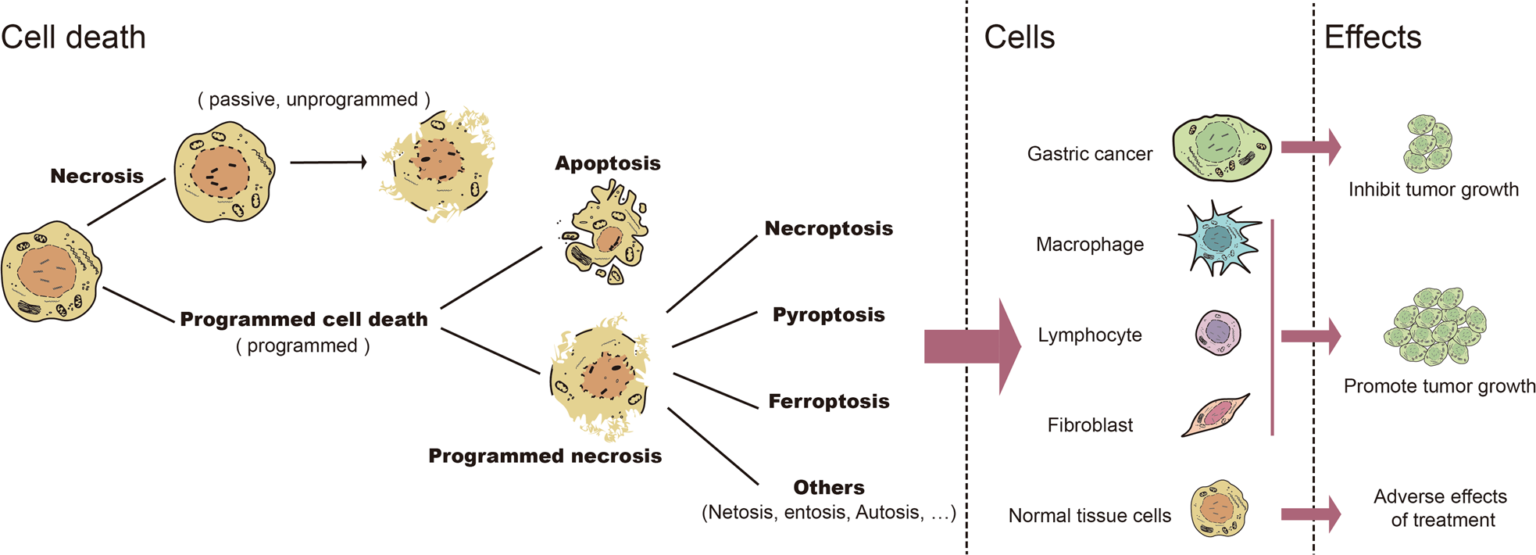 Cell Death - Biology Simple