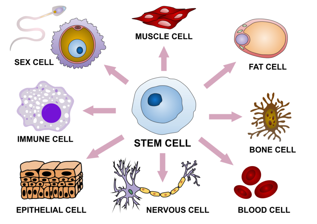 Cell Differentiation - Biology Simple