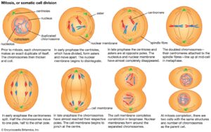 Cell Division - Biology Simple