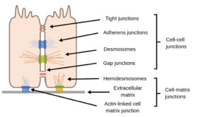 Cell Junction - Biology Simple
