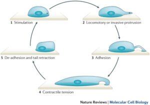 Cell Locomotion - Biology Simple