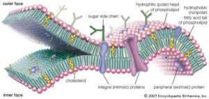 Cell Membrane - Biology Simple