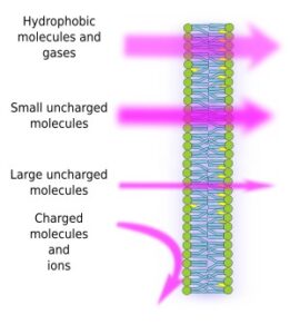 Diastole - Biology Simple