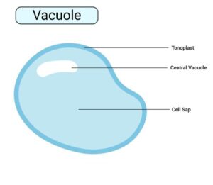 Nuclease - Biology Simple