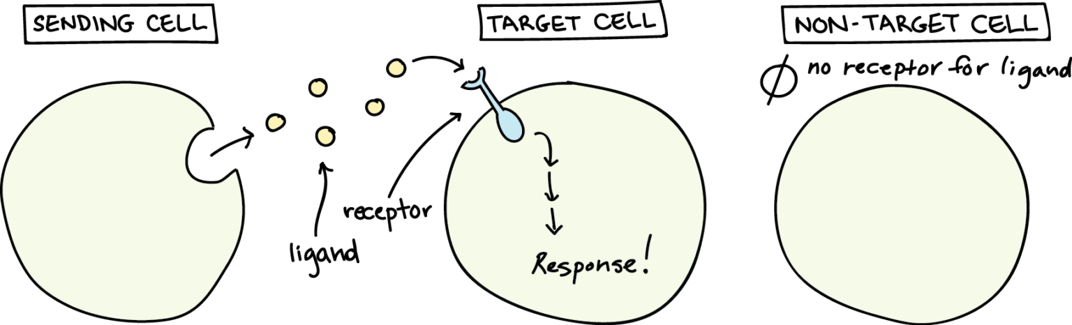 Genetic Locus - Biology Simple