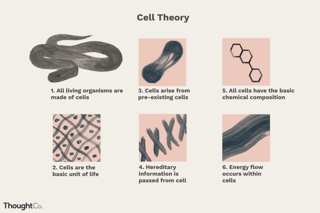 Cell Theory - Biology Simple