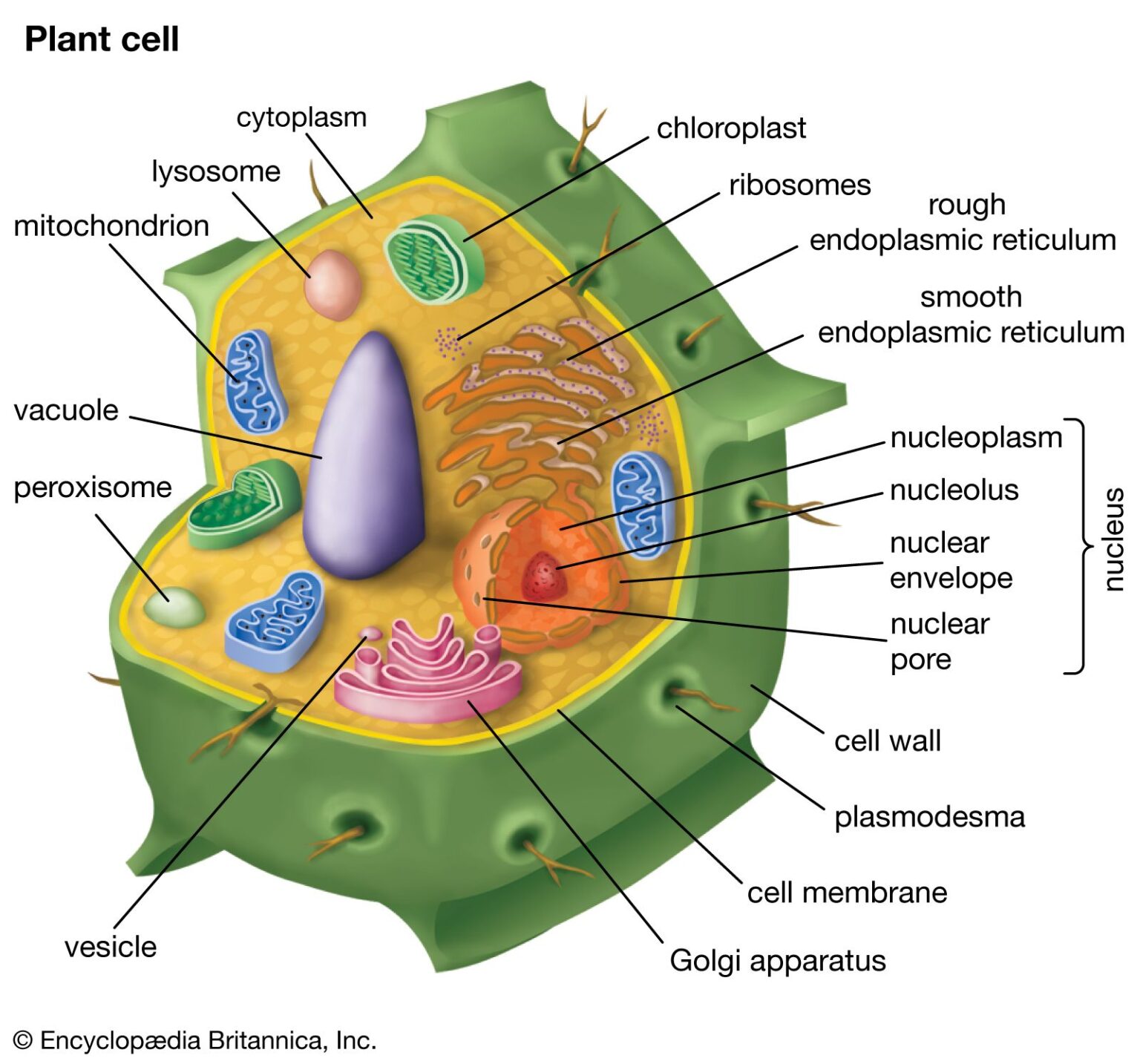 Cell Wall - Biology Simple